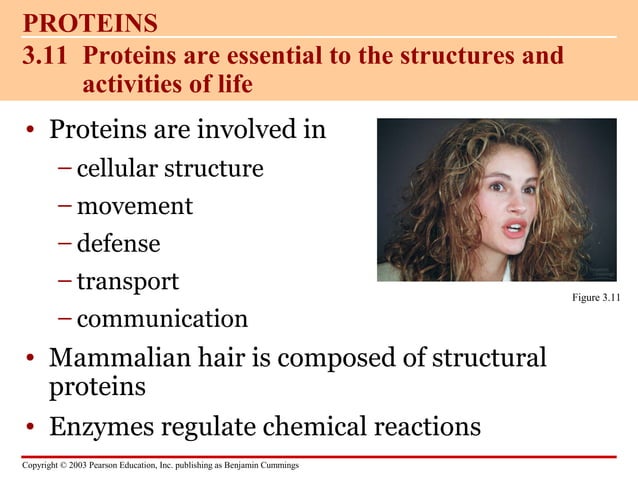 Carbohydrates, Proteins, Lipids and Nucleic Acids | PPT