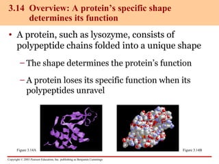 Carbohydrates, Proteins, Lipids and Nucleic Acids | PPT