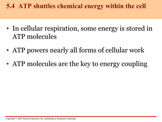 Cell Transport | PPT