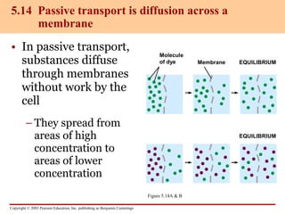 Cell Transport | PPT