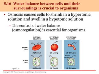 Cell Transport | PPT
