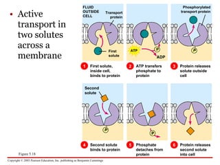 Cell Transport | PPT