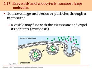 Cell Transport | PPT