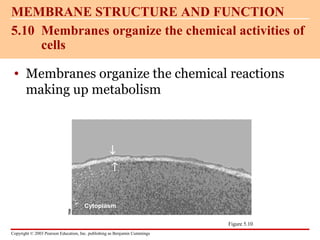 Cell Transport | PPT