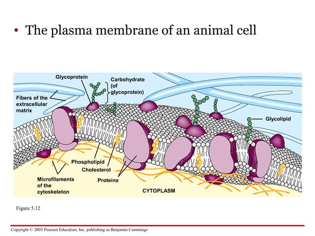 Cell Transport | PPT