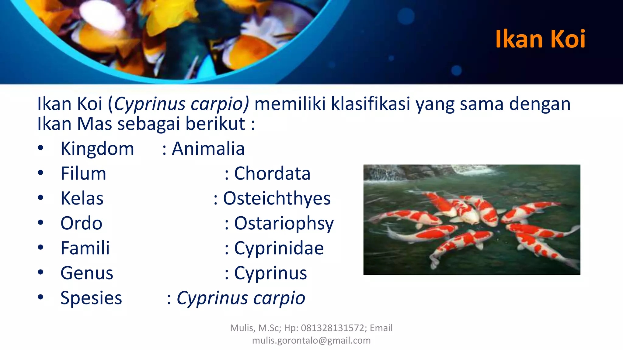 Modul i jenis ikan hias dan pengembangannya | PPTX