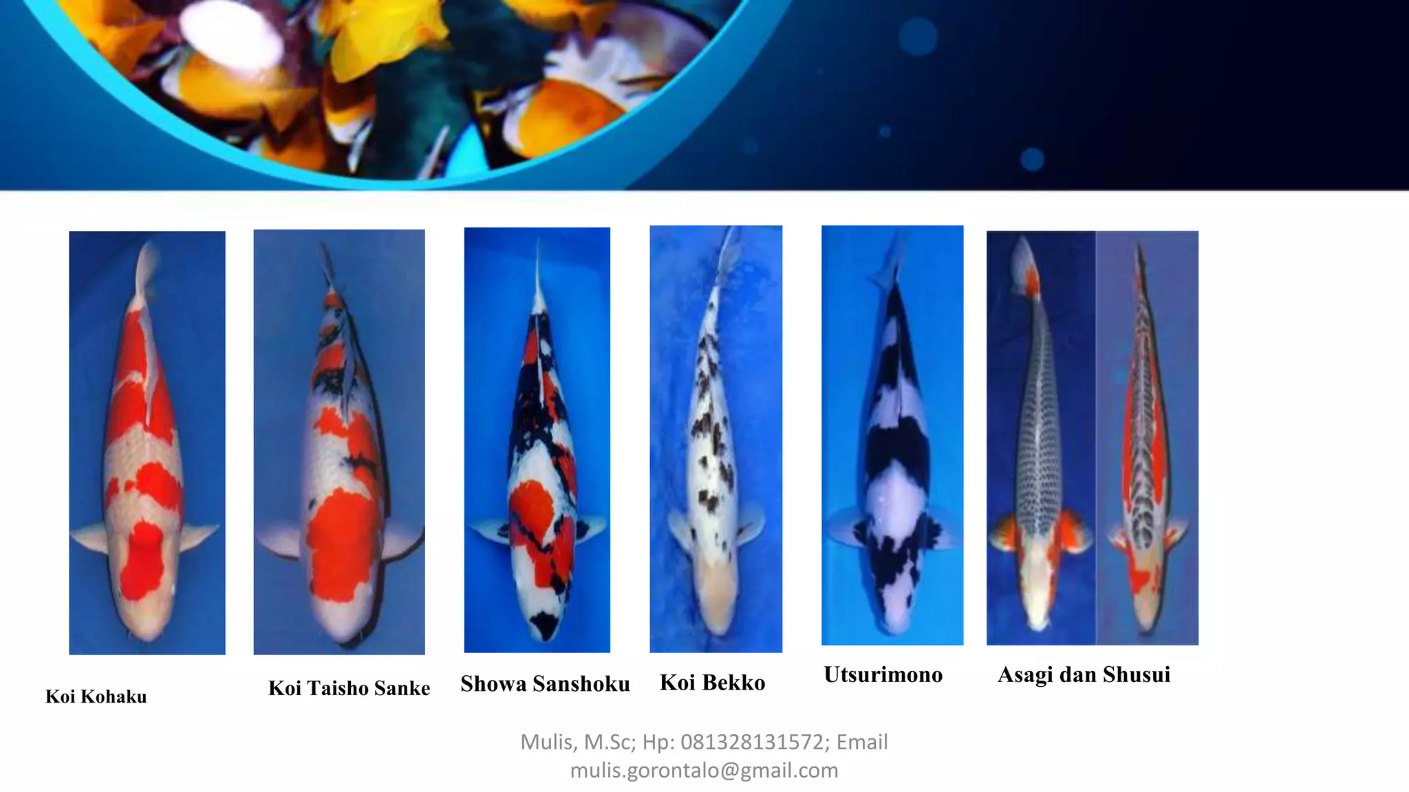 Modul i jenis ikan hias dan pengembangannya | PPTX