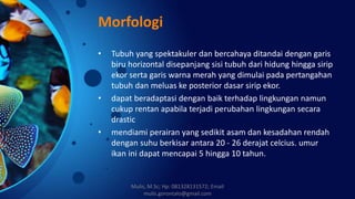 Modul i jenis ikan hias dan pengembangannya | PPTX