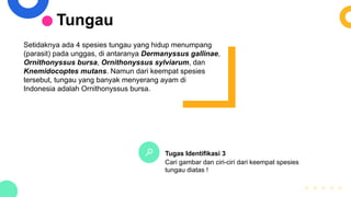 MODUL INTERAKTIF - EKTOPARASIT.pdf