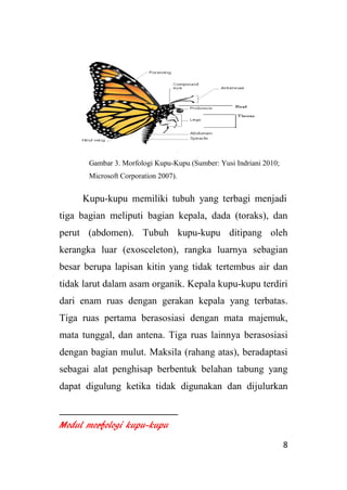 Modul morfologi kupu kuppu.docxbbb | PDF