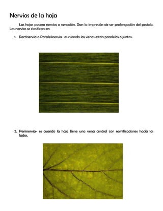 Modulo 1 las hojas rev | PDF