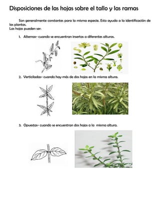 Modulo 1 las hojas rev | PDF