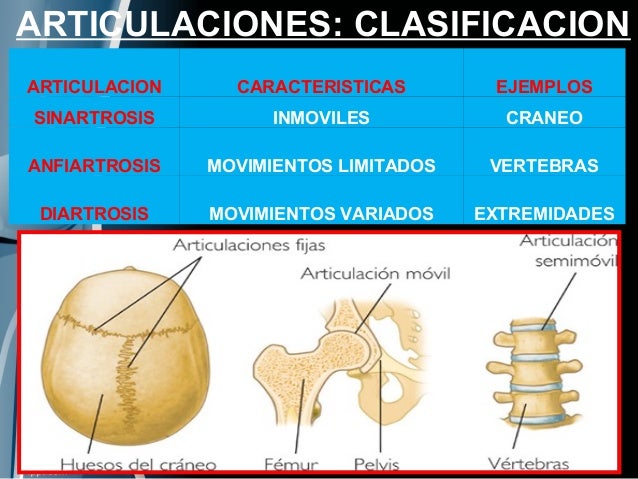 ARTICULACIONES SINARTROSIS ANFIARTROSIS DIARTROSIS PDF