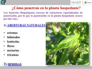 Modulo 2 bacteria fiopatogenas dr aranda | PDF