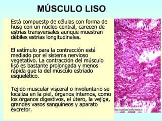 Modulo 4 sistema muscular(1) | PPT