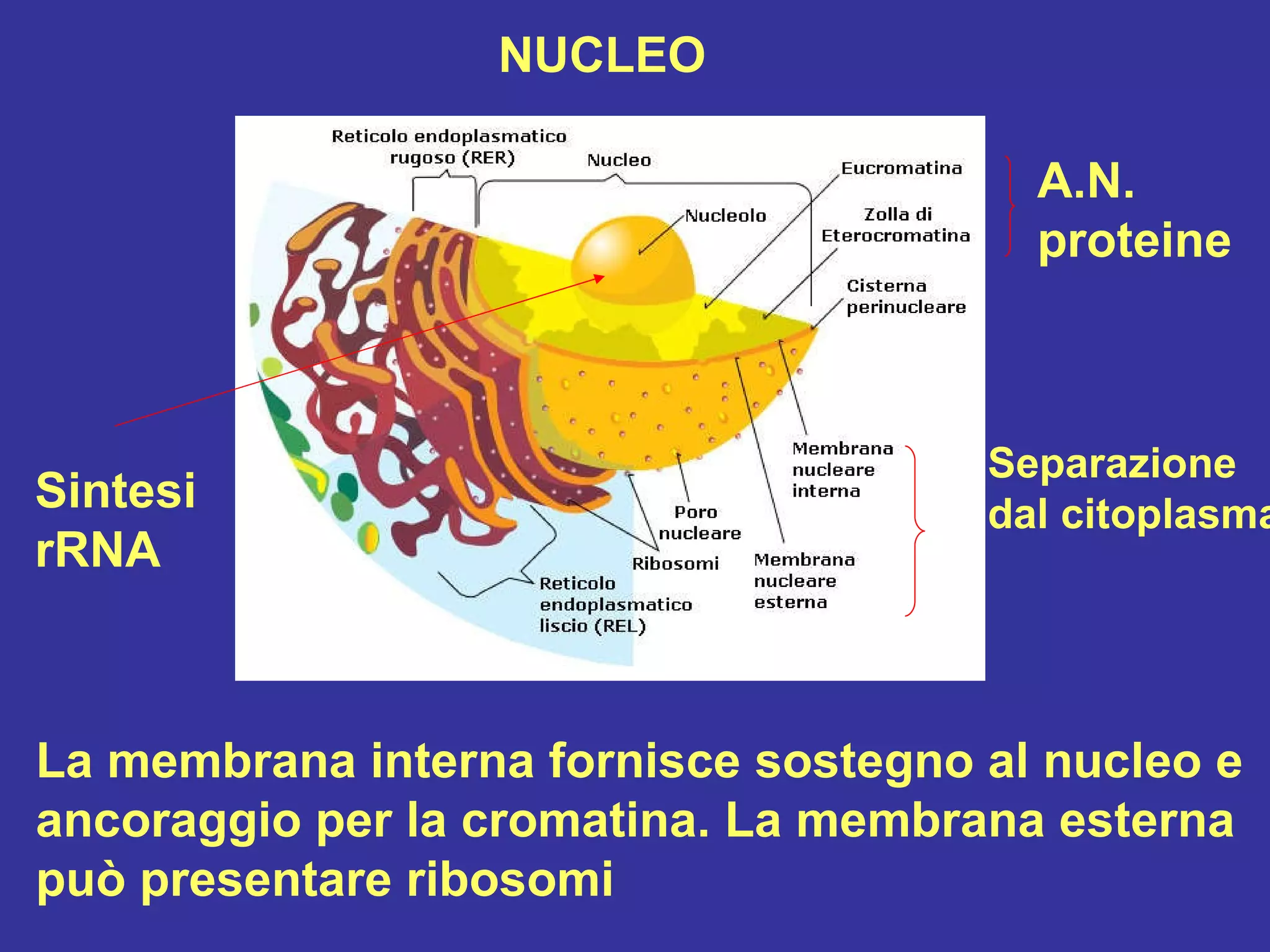 struttura_cellula | PPT