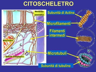 struttura_cellula | PPT | Biological Sciences | Science