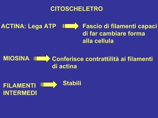 struttura_cellula | PPT