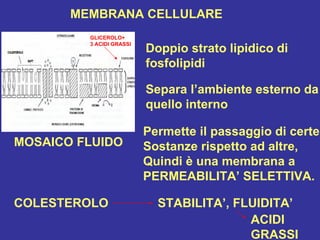 struttura_cellula | PPT | Biological Sciences | Science
