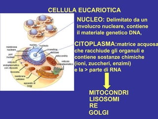 struttura_cellula | PPT | Biological Sciences | Science