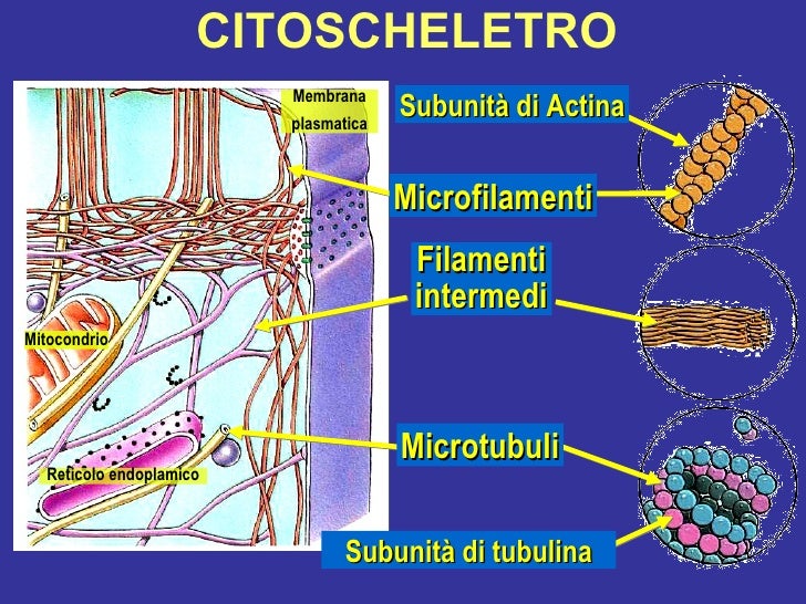 struttura_cellula