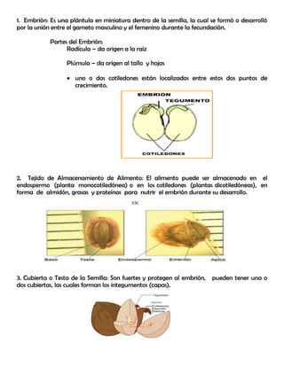 Modulo 7 la semilla | PDF