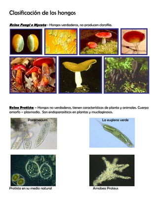 Modulo 8 los hongos | PDF