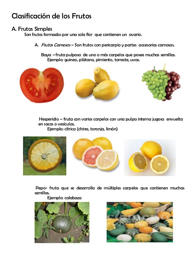 Clasificación De Los Frutos | Capítulo 4 Características de los frutos ...