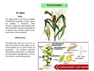 MODULO DE AGROINDUSTRIA2021B.pptx1PARTE.pptx