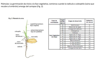 MODULO DE AGROINDUSTRIA2021B.pptx1PARTE.pptx