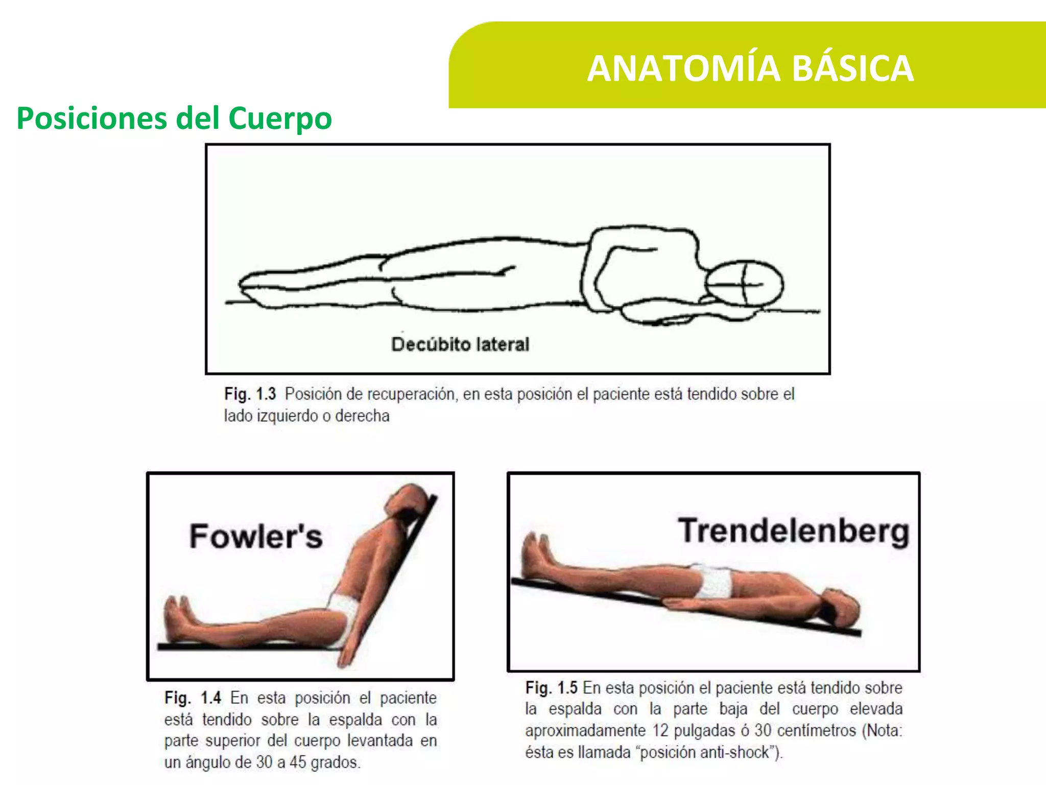 Modulo i anatomia basica y evaluacion del paciente | PPT