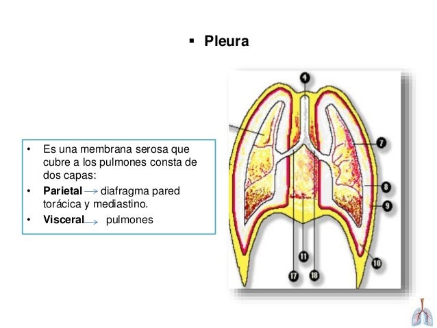 ANATOMIA DE LAS VIAS RESPIRATORIAS INFERIORES