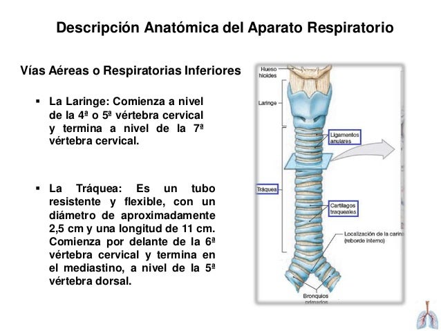 ANATOMIA DE LAS VIAS RESPIRATORIAS INFERIORES