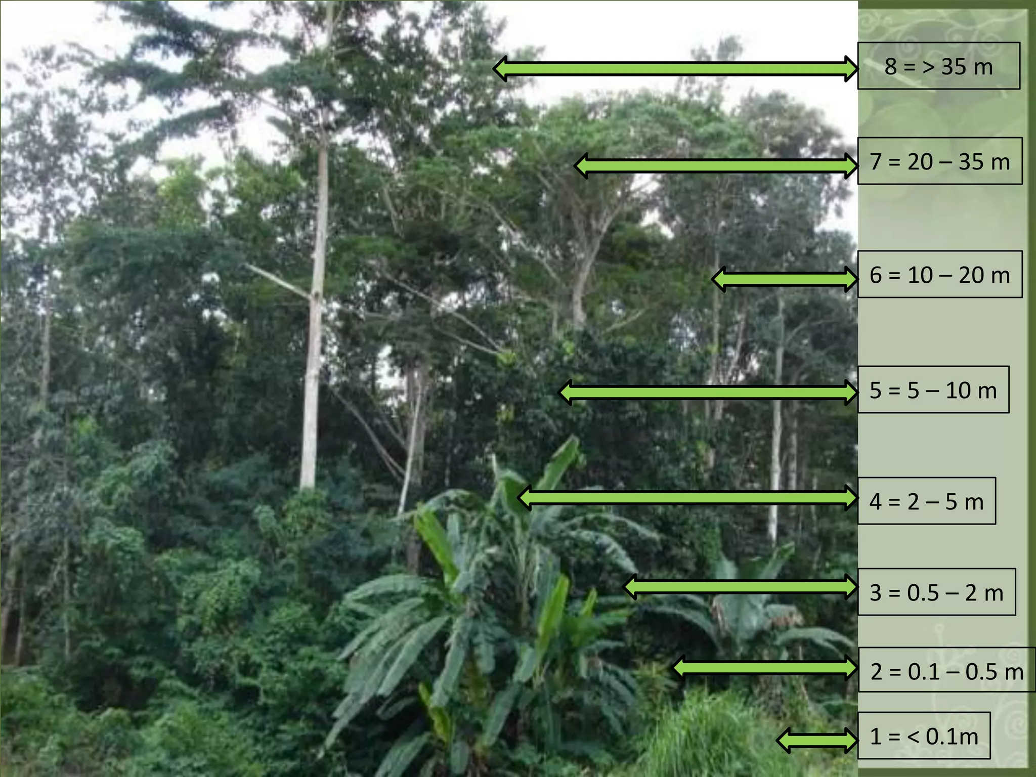 The Physiognomic Formula in Analog Forestry | PPTX