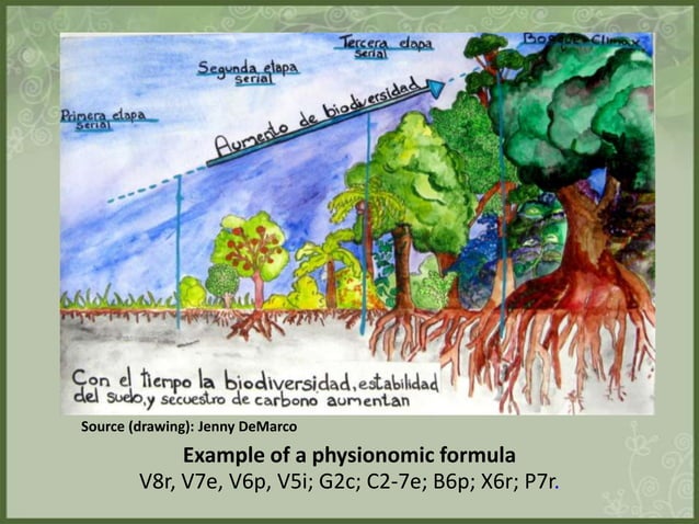 The Physiognomic Formula in Analog Forestry | PPT
