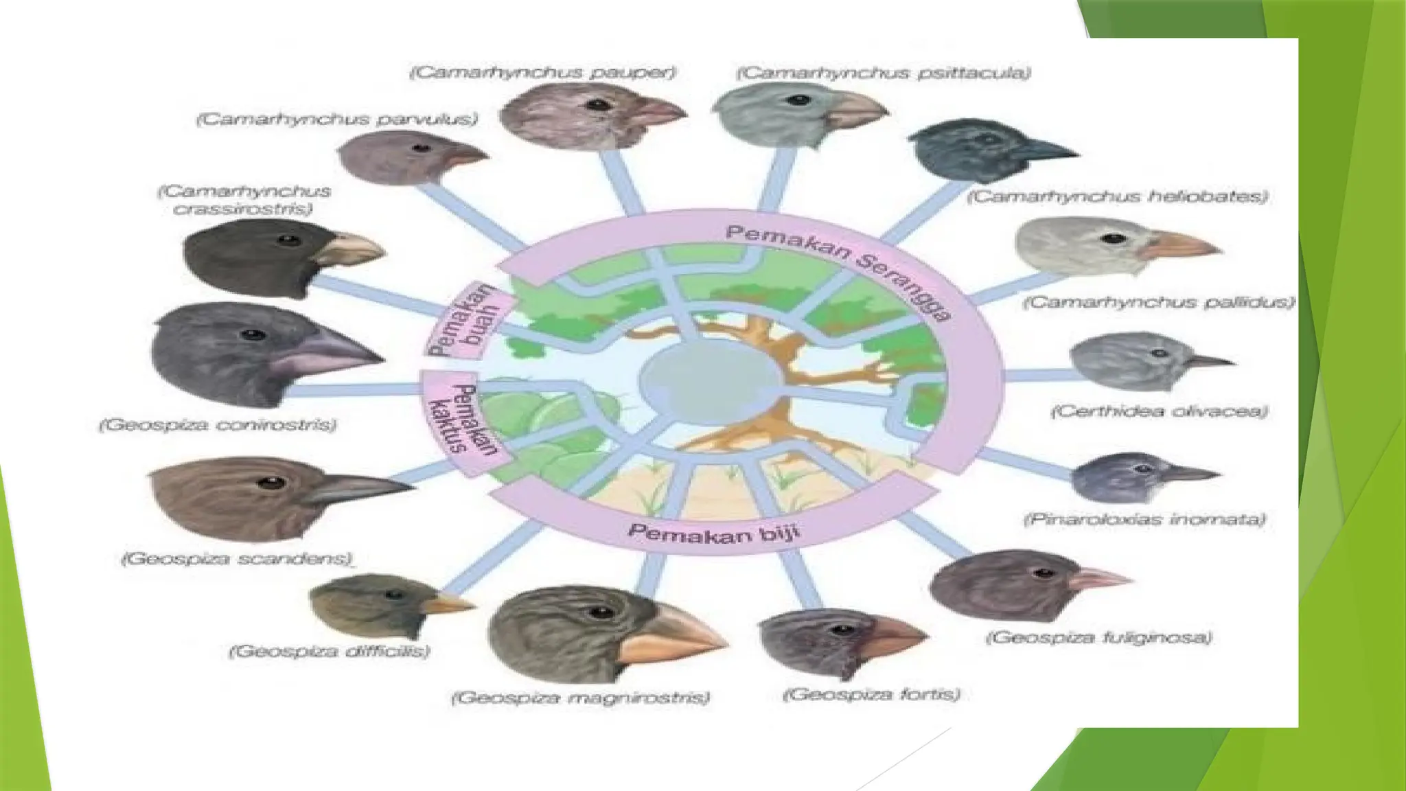 modul PPt EVOLUSI PADA JAMUR ATAU FUNGII | PPT