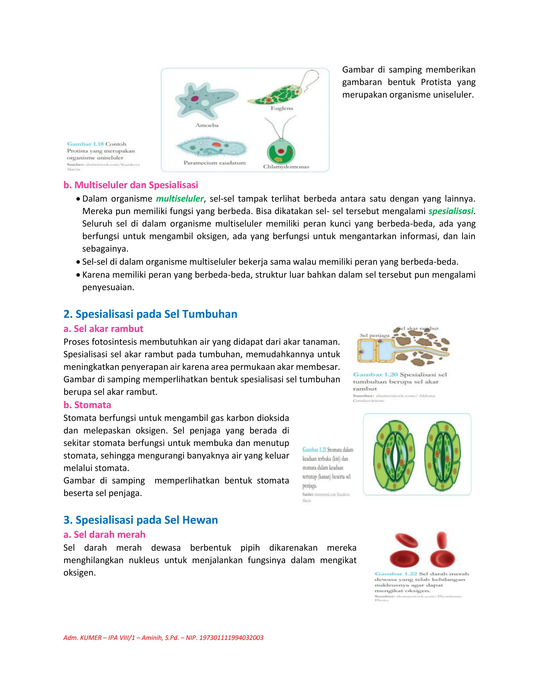 MODUL SEL DIFERENSIASI.pdf