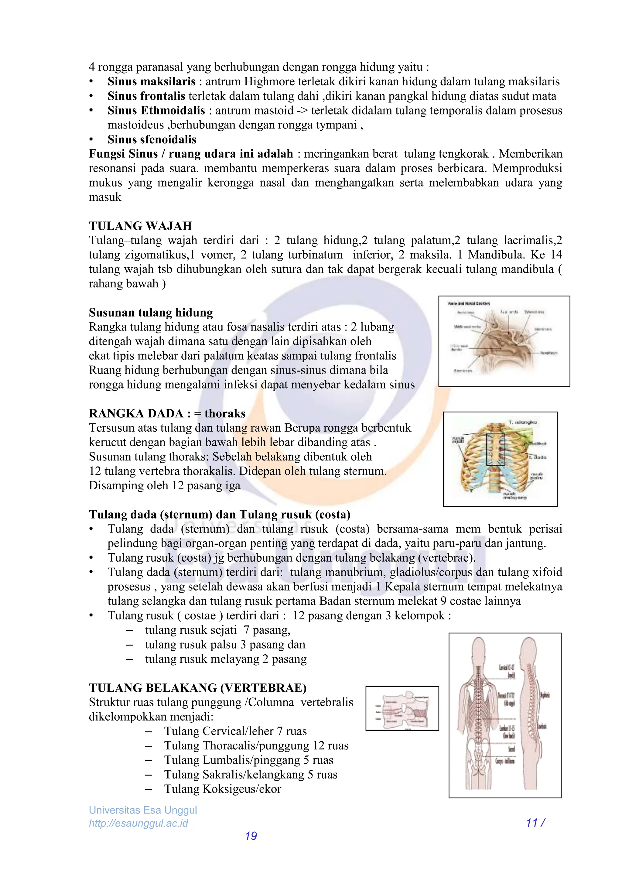 Modul Sesi 6 RMK140 Anatomi Fisiologi..pdf