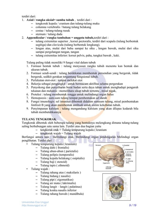 Modul Sesi 6 RMK140 Anatomi Fisiologi..pdf