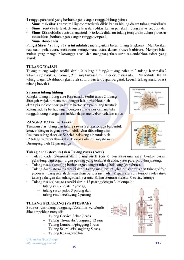Modul Sesi 6 RMK140 Anatomi Fisiologi..pdf