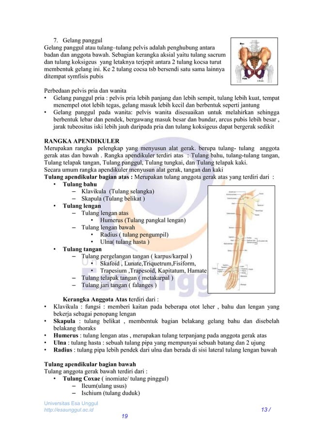 Modul Sesi 6 RMK140 Anatomi Fisiologi..pdf