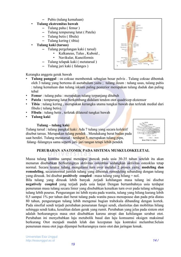 Modul Sesi 6 RMK140 Anatomi Fisiologi..pdf