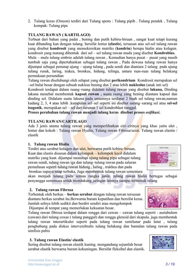 Modul Sesi 6 RMK140 Anatomi Fisiologi..pdf