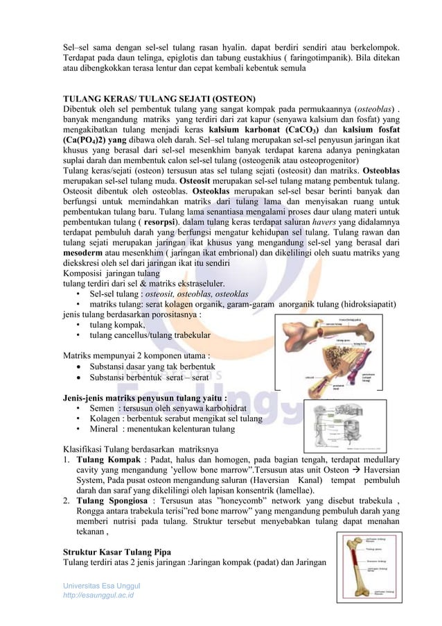 Modul Sesi 6 RMK140 Anatomi Fisiologi..pdf