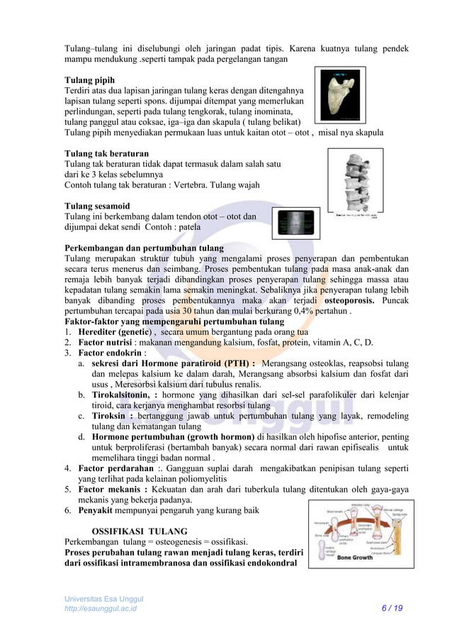 Modul Sesi 6 RMK140 Anatomi Fisiologi..pdf