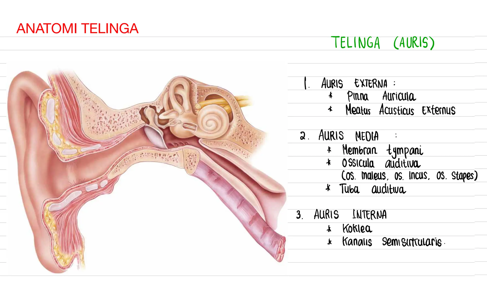 MODUL Telinga Hidung Tenggorokan - 1 Kedokteran | PDF