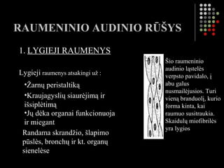žMogaus raumenys | PPT
