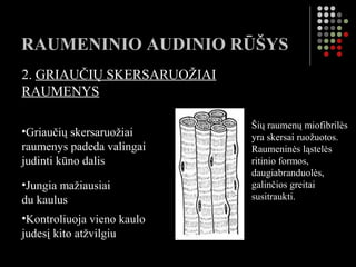 žMogaus raumenys | PPT