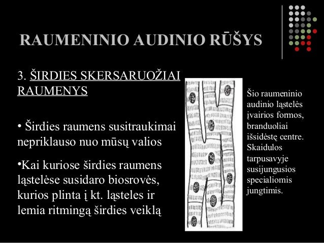 žMogaus raumenys