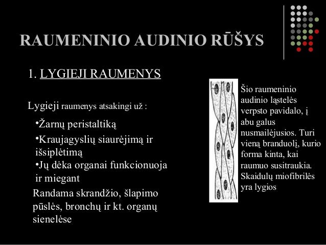žMogaus raumenys